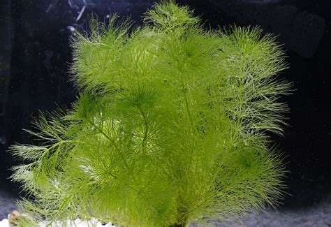 Green Ceramic Plastic Plant Aquarium Decorations Marina Aquascaper