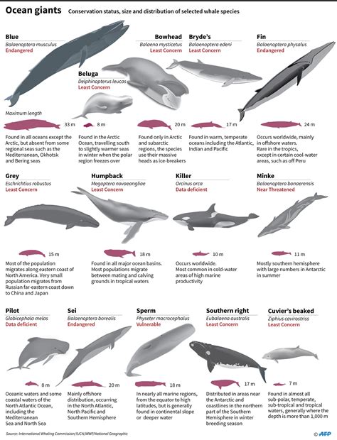 Whale Species