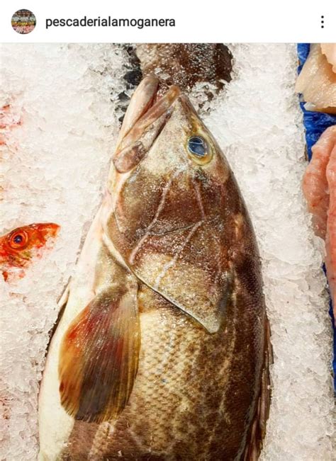 El Cherne Fresco Es Un Pez De Pescadería La Moganera Facebook