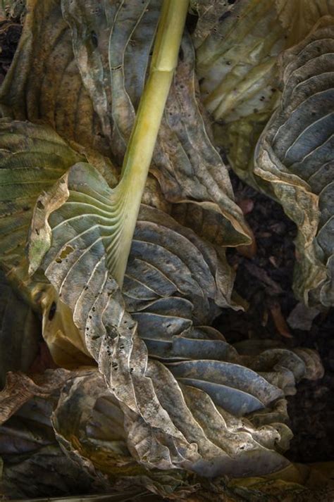 Blue Wilted Hosta Leaf A Wilted Hosta Leaf Photographed On The Grounds
