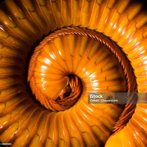 반사 유리에 오렌지와 갈색 노래 기의 매크로 노래 기 코일 명확성 낮은 키 사진 갈색에 대한 스톡 사진 및 기타 이미지 갈색 곤충 나선형 Istock