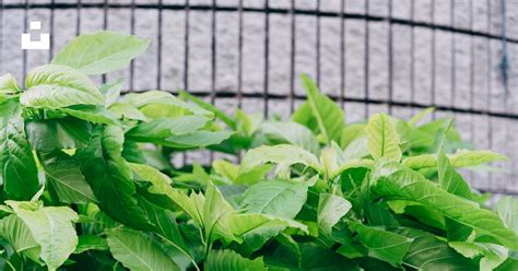 녹색 잎의 그룹 사진 Unsplash의 무료 태국 이미지