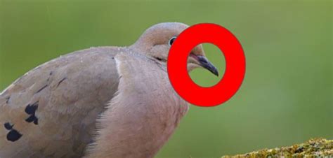 6 Proven Ways To Attract Mourning Doves To Feeders 2025 Bird
