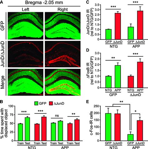Direct Inhibition Of Dfosb Signaling Improves C Fos Expression And Download Scientific Diagram