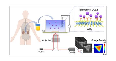Ultrasensitive Ccl2 Detection In Urine For Diabetic Nephropathy Diagnosis Using A Ws2 Based