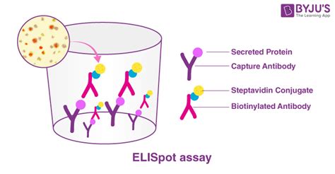 Enzymelinked Immunosorbent Assay Definition Uses