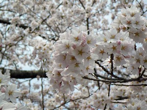 宮城県県民の森岩切城跡の桜突進レポート 宮城の観光
