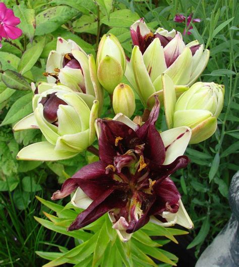 Photo of the bloom of Lily (Lilium Mistery Dream®) posted by Joy ...