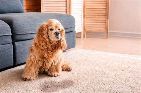 Щенок в доме Как правильно приучать к туалету без стресса