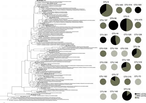 Phylogenetic Dendrogram Maximum Likelihood Consensus Tree Showing The