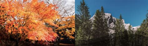 The Difference Between Coniferous And Deciduous Trees