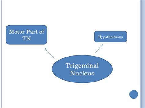 Trigeminal Neuralgia Ppt Brain And Nervous System Disorders Diseases And Conditions
