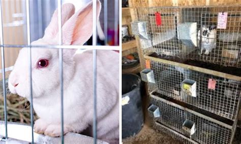 Innovative Design Solutions Exploring The World Of Stackable Rabbit Cages