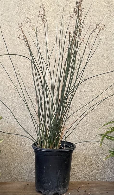 Juncus Textilis Basket Rush Plant Material