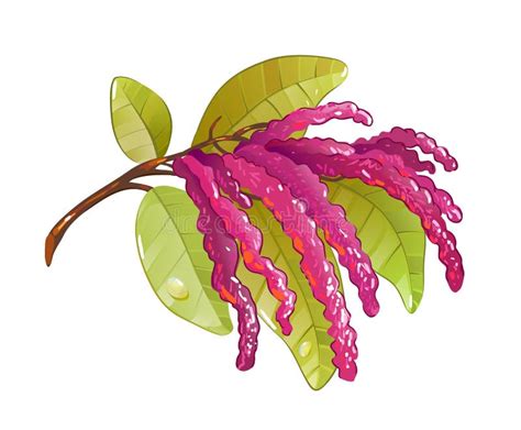 Amaranth Tea Additive Amaranthus Isolated On White Stock Vector