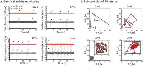 Monitoring Of The Electrical Activity Of Rat Cardiac Microtissues Download Scientific Diagram