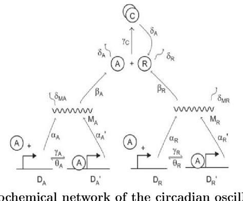 Figure 1 From Comparison Between Deterministic And Stochastic Biological Simulation Semantic