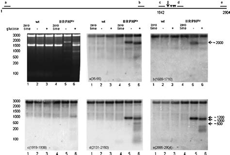 Northern Blot Analysis Of Rrna Fragments Produced From 23s Rrna Total