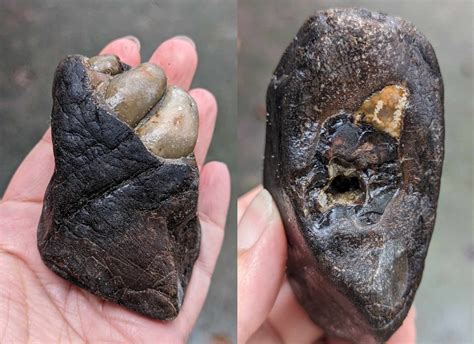 Teachers Find Fossils Of Extinct Hippo Like Mammals On The Oregon Coast