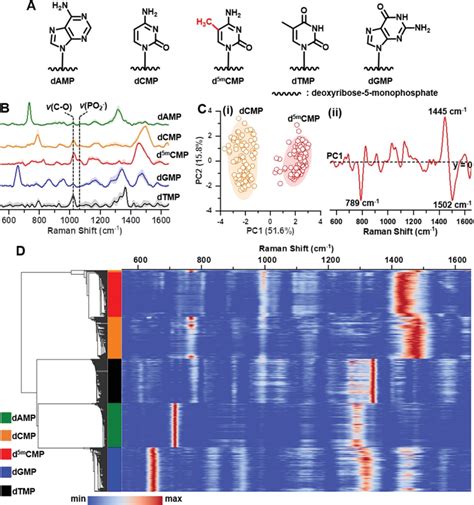 Label‐free Sers Profiling Of Four Canonical Dnmps And D5mcmp A Download Scientific Diagram