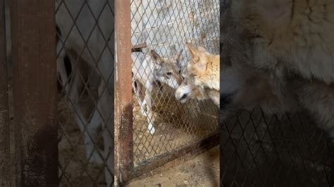 سلسلة مقاطع الذئب ووفاء لصاحبه🐺 Youtube