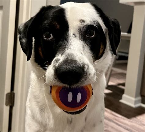 sage elliott on linkedin mlops llmops machinelearning