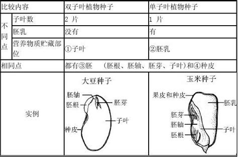 10种子的萌发过程 Word文档在线阅读与下载 无忧文档