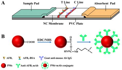 Exploring Dyed Polystyrene Latex Particles Enhancing Immunoassays And Beyond 24 Newswire