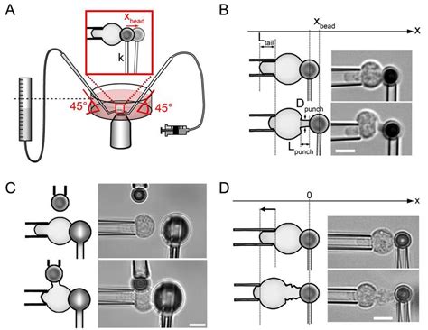 Micropipette Setups Used In The Experiments A Micropipette Force Download Scientific Diagram