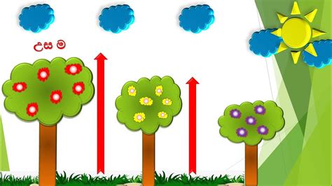 උස මිටි සහ දිග කොට හඳුනාගමු Youtube