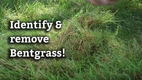 How To Identify Creeping Bentgrass In Your Lawn Easy Guides