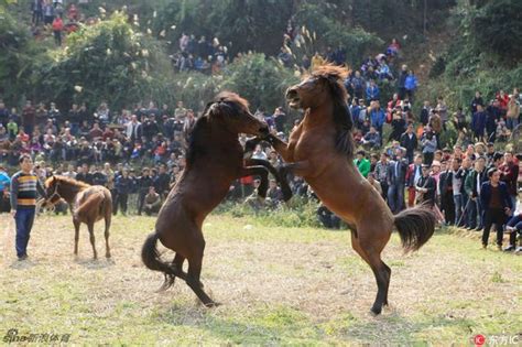 兩馬相鬥場面激烈火爆 每日頭條