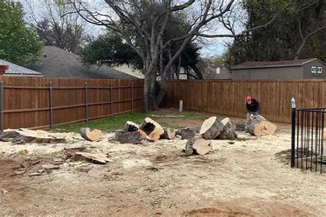 Stump Removal Grinding Services In Dallas Elite Arborist