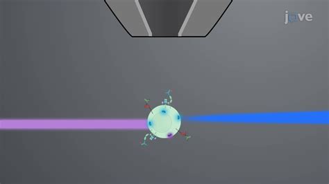 Video Assessing T Cell Receptor Induced Calcium Influx Using A Calcium