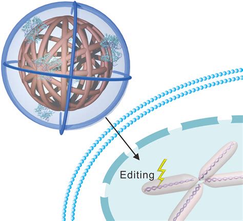 Researchers Use DNA Clews To Shuttle CRISPR Cas9 Gene Editing Tool