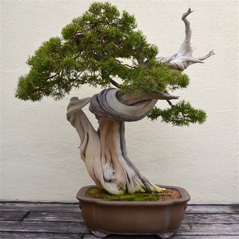 Juniper Bonsai Trees