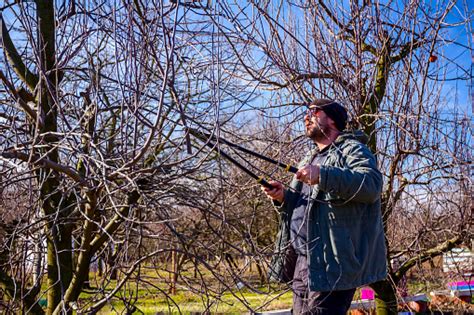 정원사는 과수원에서 긴 가위와 과일 나무를 가지치기 가지를 절단 가위에 대한 스톡 사진 및 기타 이미지 가위 가지치기 가지치기 가위 Istock