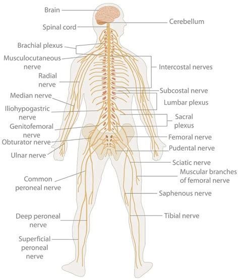 Nervous System Labeled Simple