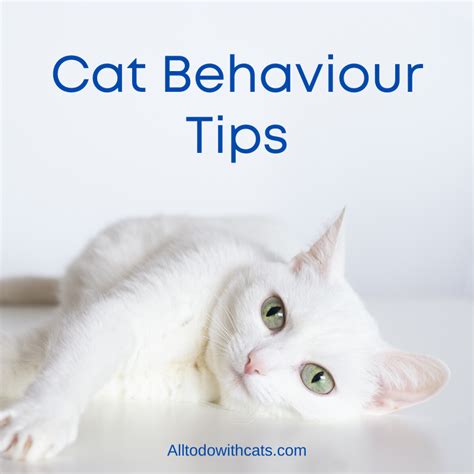 Cat Behaviour Tips Artofit