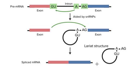 Post Transcriptional Modifications Rna Processing Concise Medical