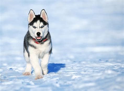 Teacup Alaskan Husky