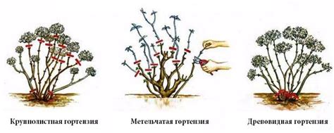ГОРТЕНЗИИ КАК ПРАВИЛЬНО ПРОВЕСТИ ОБРЕЗКУ ВЕСНОЙ Гортензия Уход за гортензией Растения