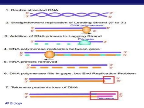 Dna Replication 2014 Ppt Ppt