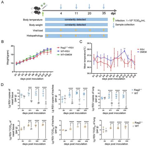 Establishment Of An HRSV Infection Model Using Rag Mice Challenged Download Scientific