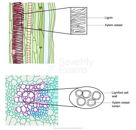 Vessel Elements In Xylem