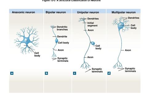 Histology Of Nervous Tissue Nervous System Ppt 2 Ppt Download