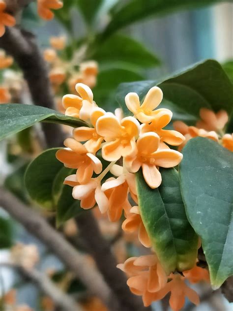 秋季，桂花盛开，教你这样浇水施肥，桂花呼呼开，根本刹不住！ 搜狐大视野 搜狐新闻