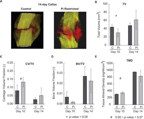 Organ Level Effects Of Hypophosphatemia On Endochondral Bone Formation Download Scientific