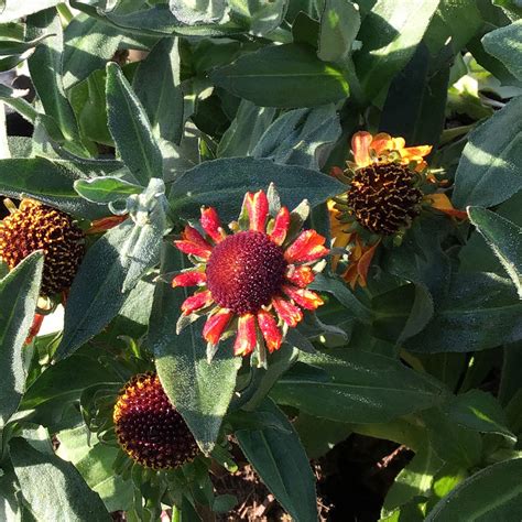 Helenium Short And Sassy Houtmeyers Plantencentrum En Boomkwekerij Laakdal
