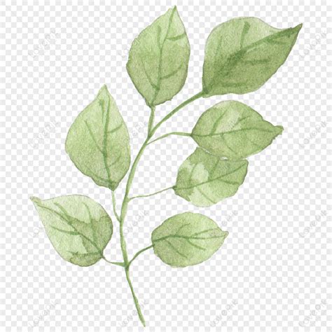 그린 둥근 잎 Png 일러스트 무료 다운로드 Lovepik